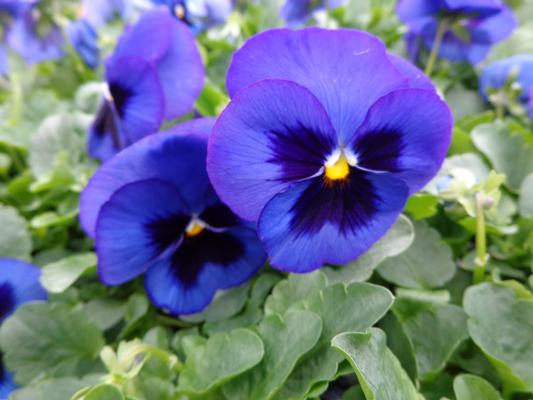 Pansy 'Spring Matrix™ Blue Blotch' from Rush Creek Growers