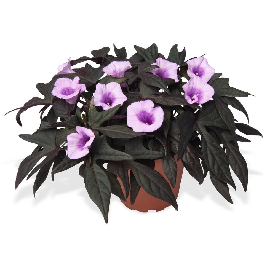 Ipomoea batatus 'FloraMia Nero' from Rush Creek Growers